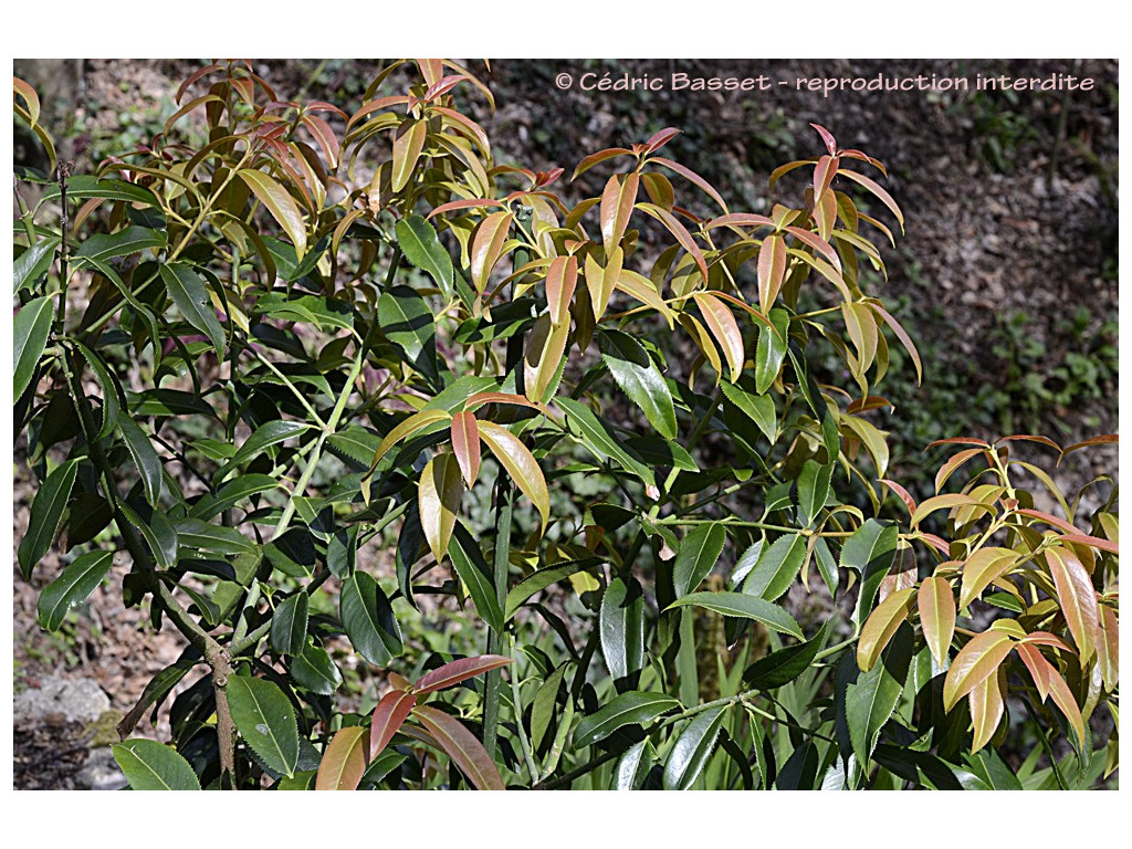 EUONYMUS PENDULUS (LUCIDUS)