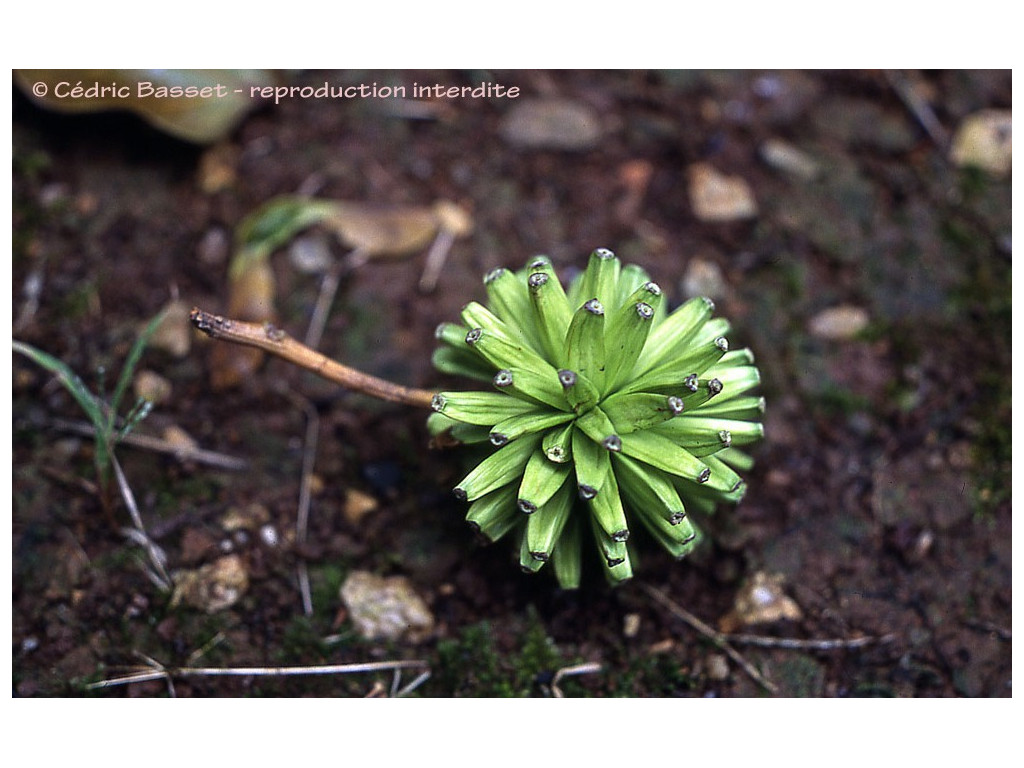CAMPTOTHECA ACUMINATA