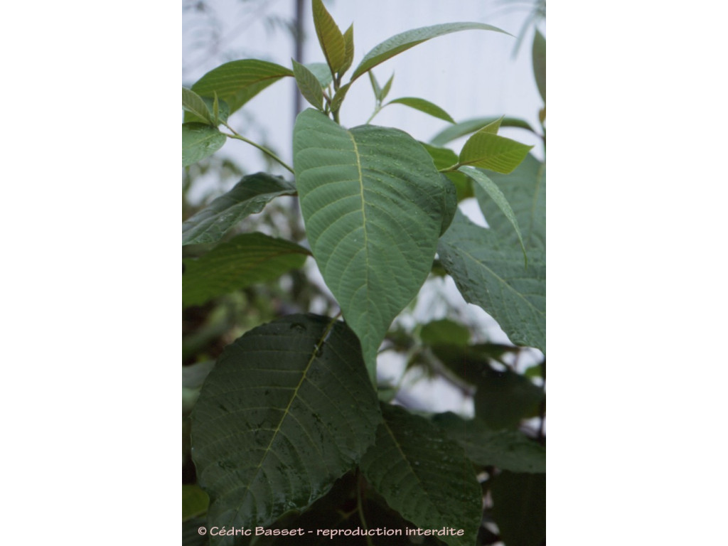 CAMPTOTHECA ACUMINATA