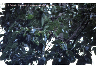 CAMPTOTHECA ACUMINATA