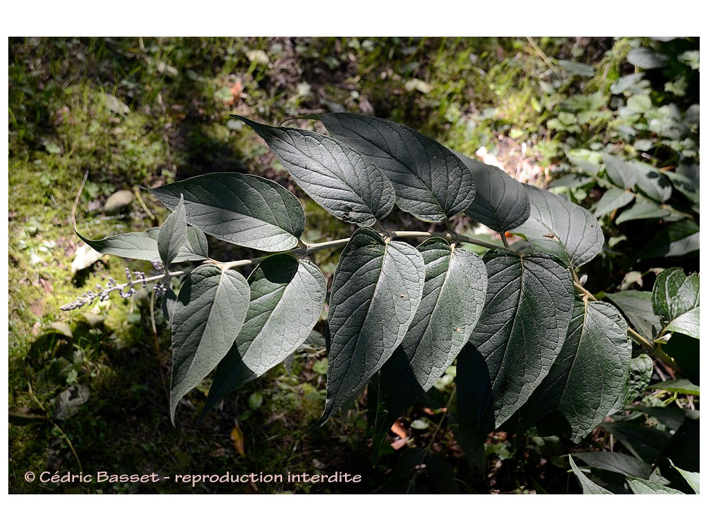 BUDDLEJA CURVIFLORA clone2