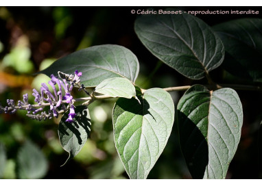 BUDDLEJA CURVIFLORA clone2