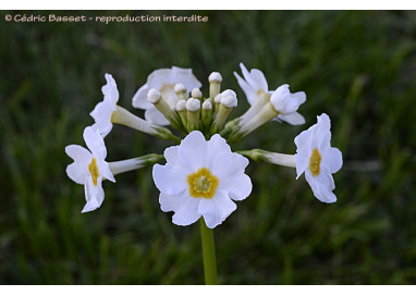 PRIMULA JAPONICA var.ALBA
