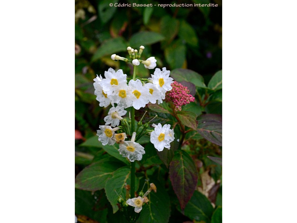 PRIMULA JAPONICA var.ALBA