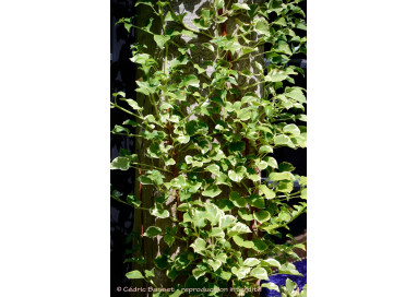 HYDRANGEA PETIOLARIS 'MIRANDA'