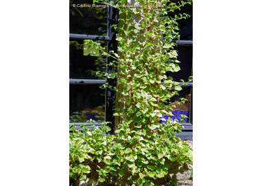 HYDRANGEA PETIOLARIS 'MIRANDA'