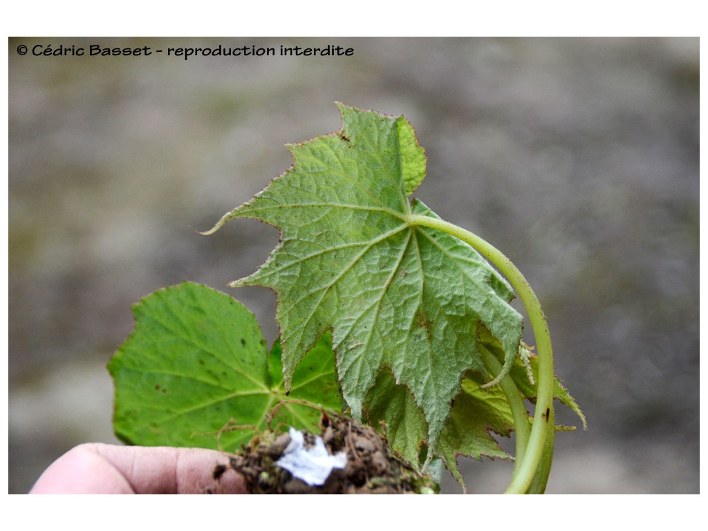 BEGONIA EDULIS