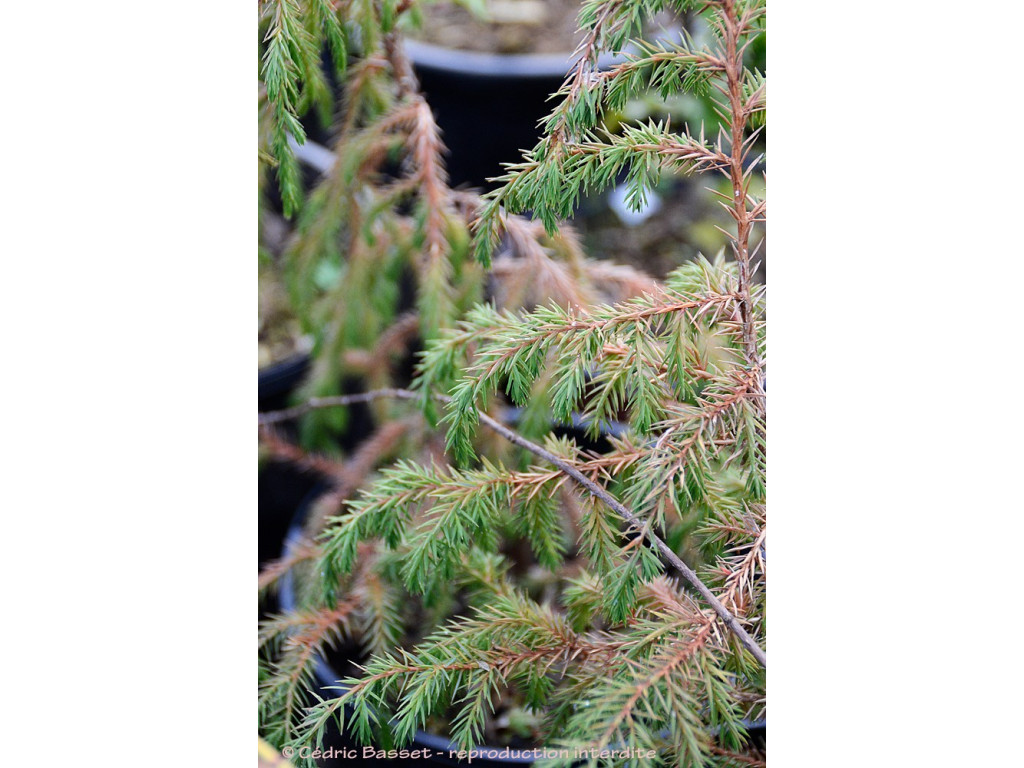 JUNIPERUS RECURVA