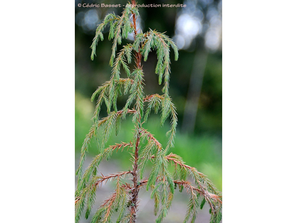 JUNIPERUS RECURVA
