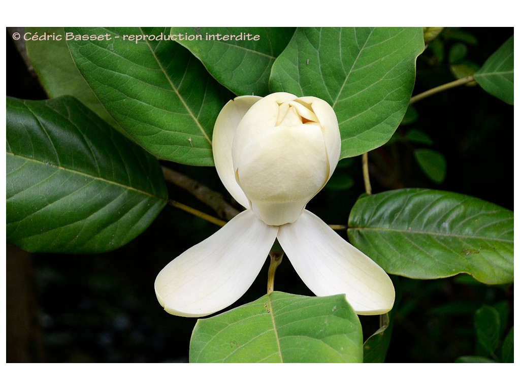 MAGNOLIA DELAVAYI