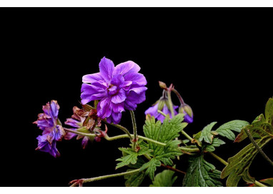 GERANIUM HIMALAYENSE 'BIRCH DOUBLE'