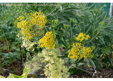 SENECIO CANNABIFOLIUS