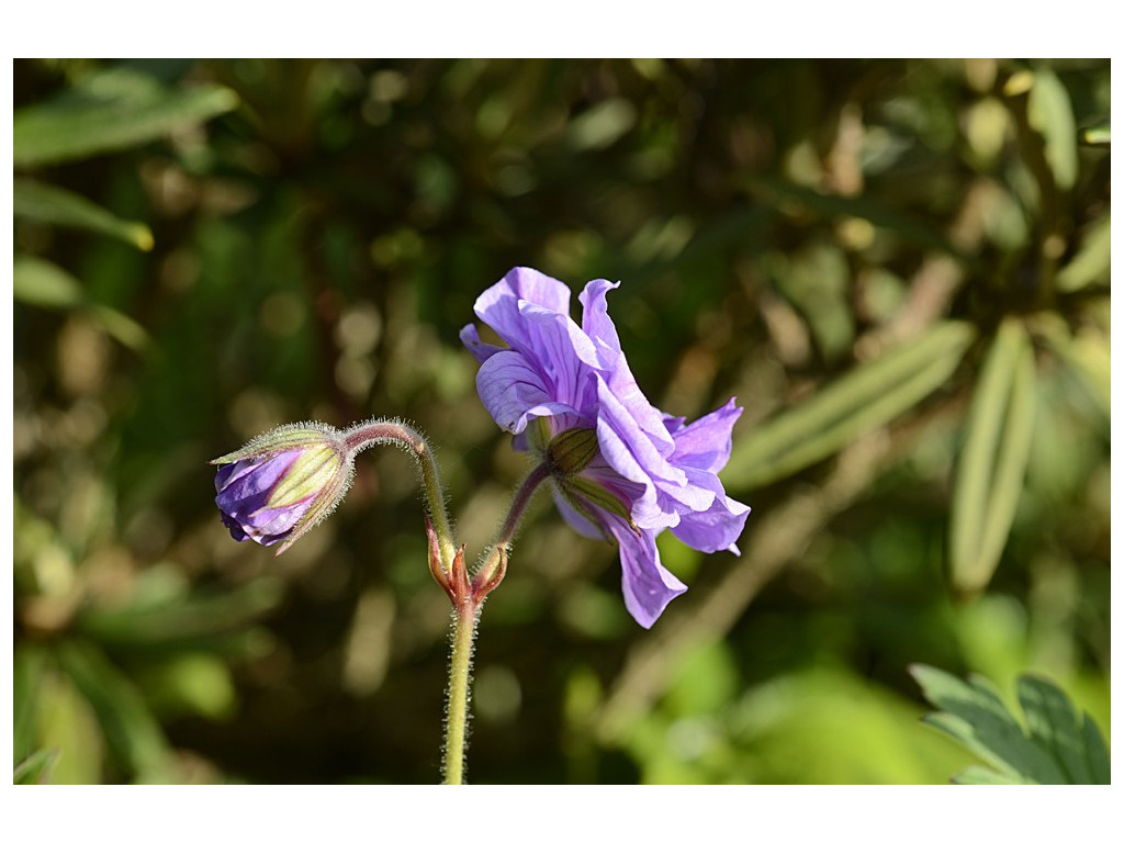 GERANIUM HIMALAYENSE 'BIRCH DOUBLE'