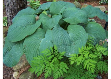 HOSTA 'BLUE MAMMOTH'