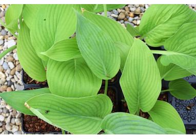 HOSTA 'T.REX'