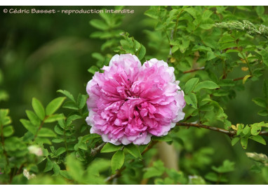 ROSA ROXBURGHII 'PLENA'