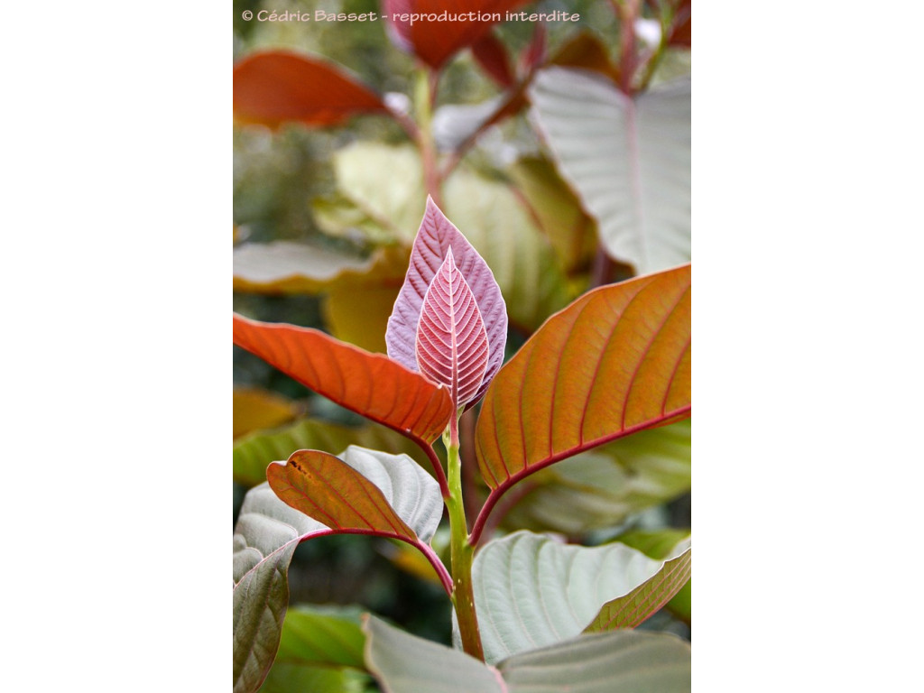 CAMPTOTHECA ACUMINATA