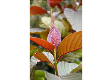 CAMPTOTHECA ACUMINATA