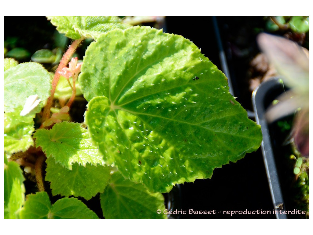 BEGONIA LABORDEI