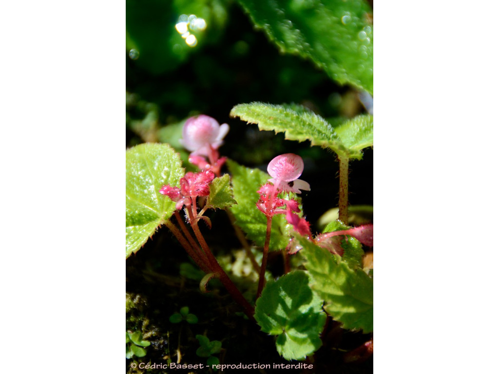 BEGONIA LABORDEI