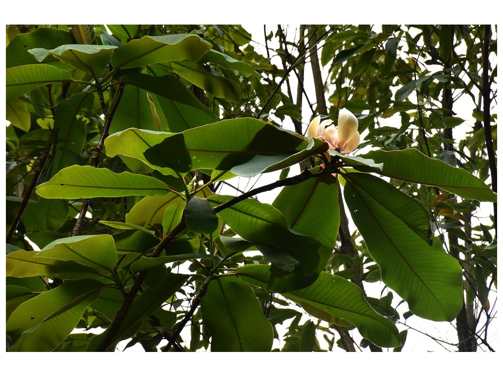 MAGNOLIA ROSTRATA