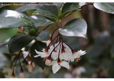 STYRAX JAPONICA 'EVENING LIGHT'