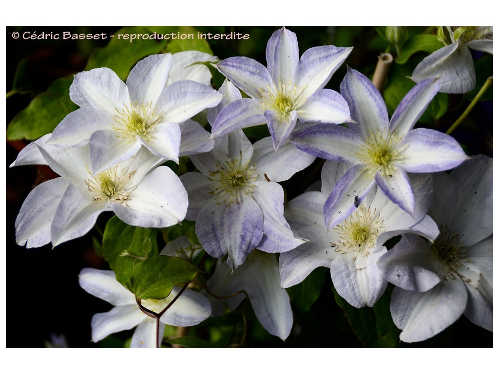 CLEMATIS PATENS 'YUKIKOMACHI'