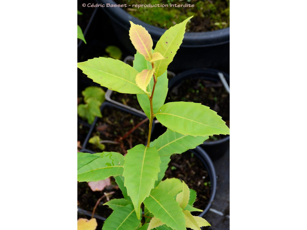 CASTANOPSIS sp. Chine W/O-9271