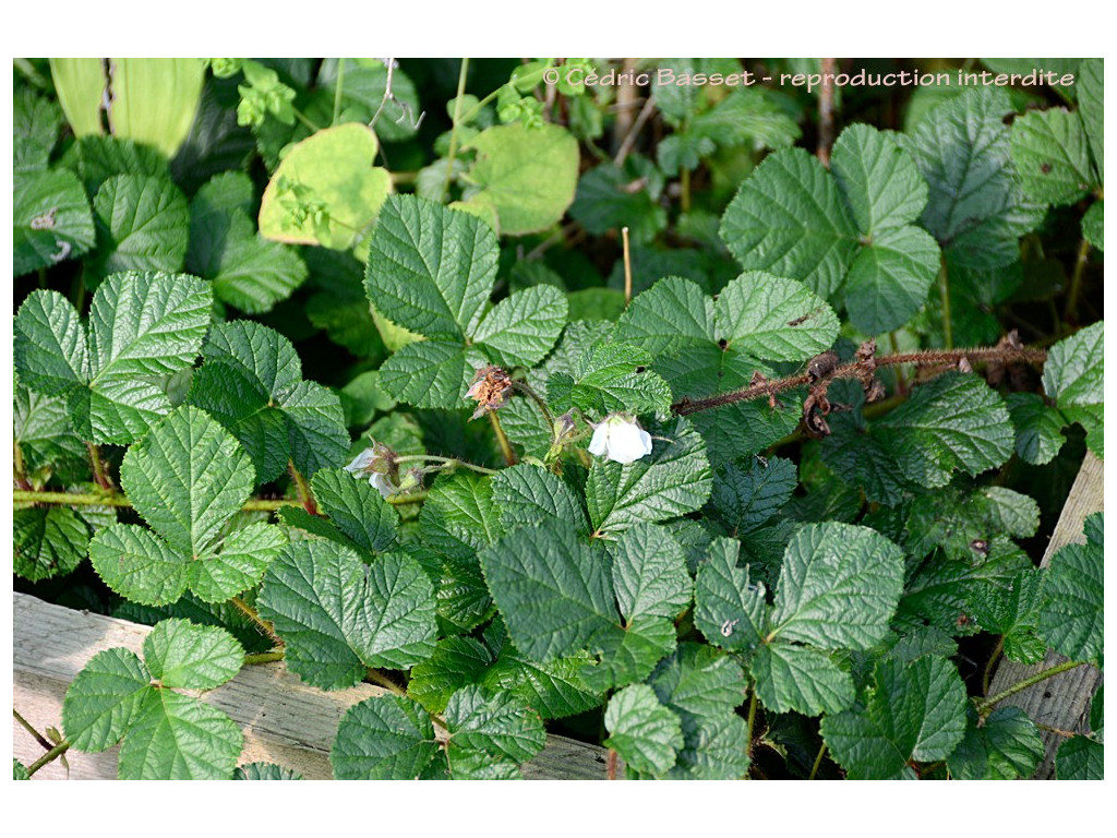 RUBUS NEPALENSIS cc7626