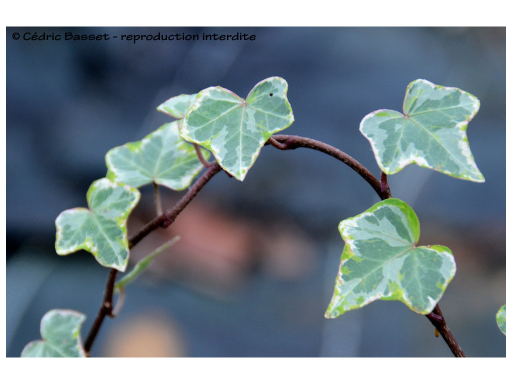 HEDERA HELIX 'GLACIER'