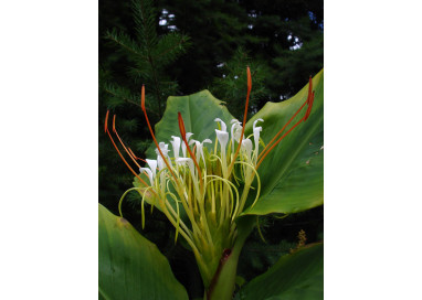 HEDYCHIUM THYRSIFORME