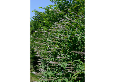BUDDLEJA ALBIFLORA