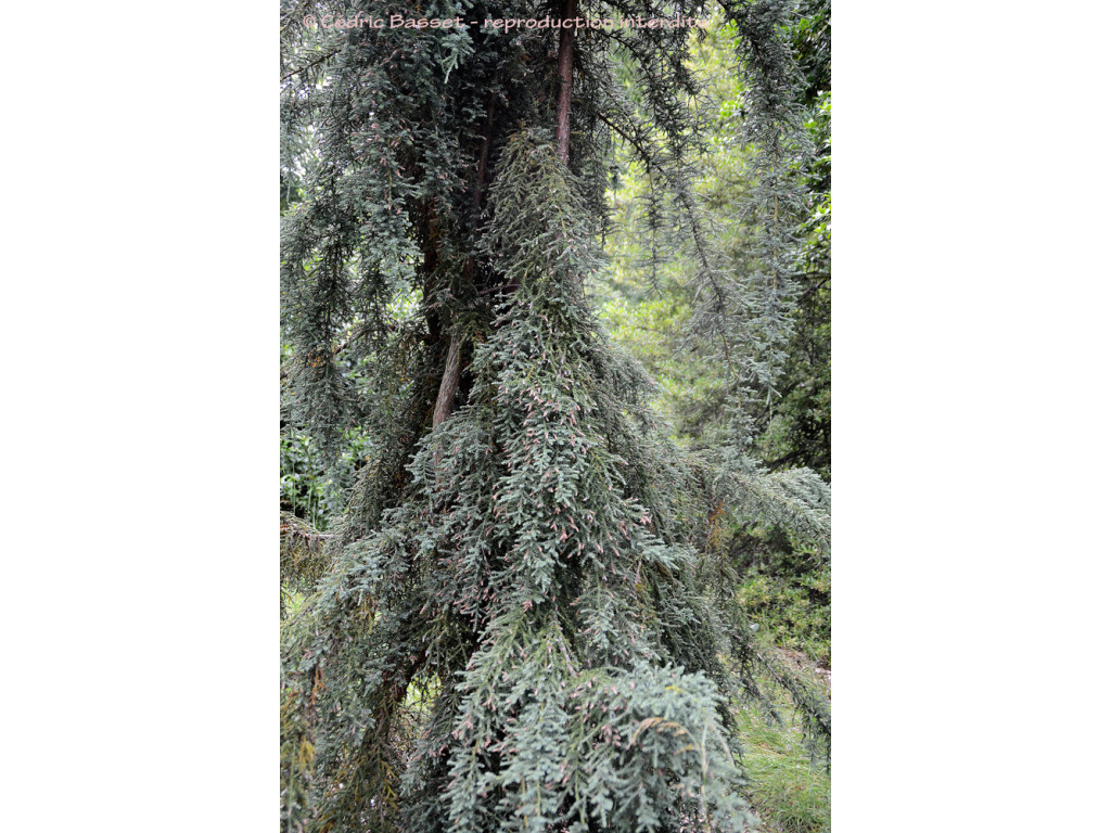 FITZROYA CUPRESSOIDES