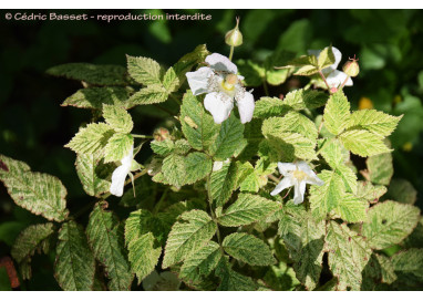 RUBUS HIRSUTUS 'FUIRI'