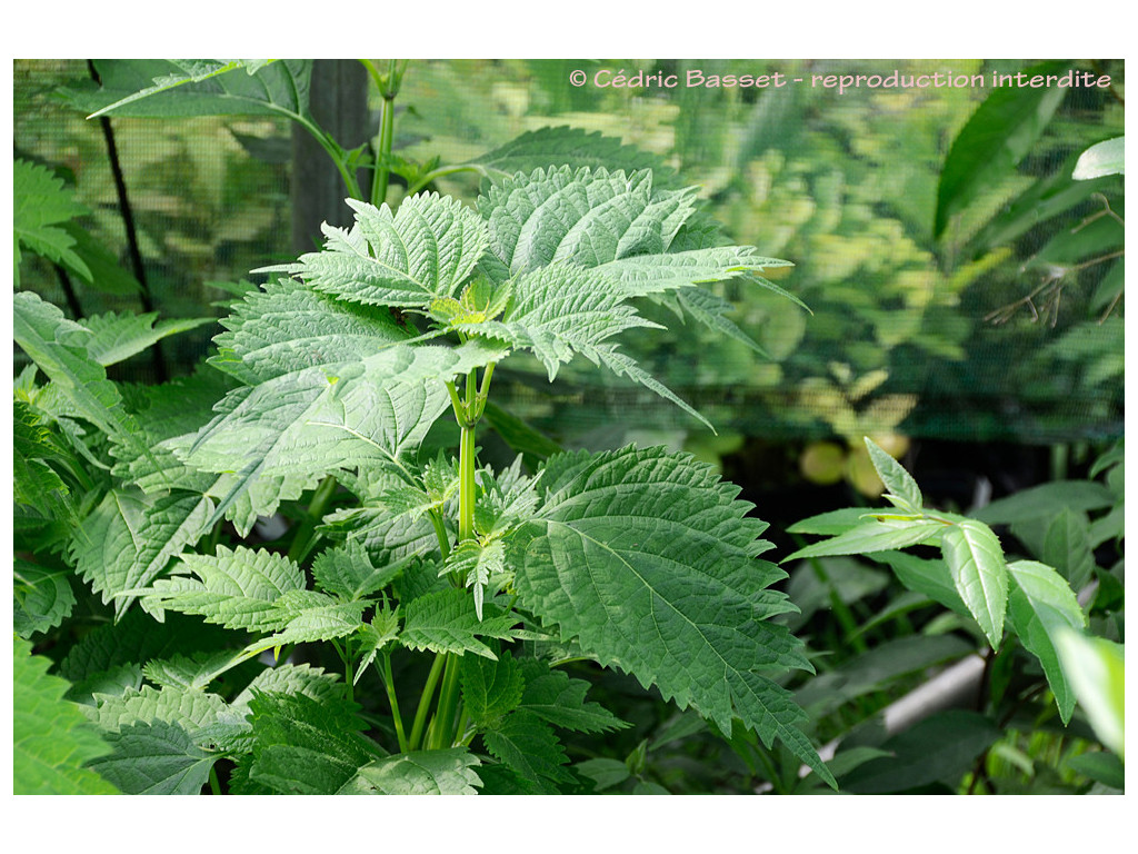 ISODON UMBROSUS var.HAKUSANENSIS