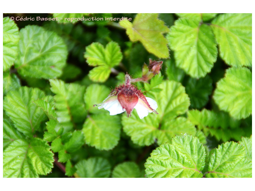 RUBUS NEPALENSIS cc7626