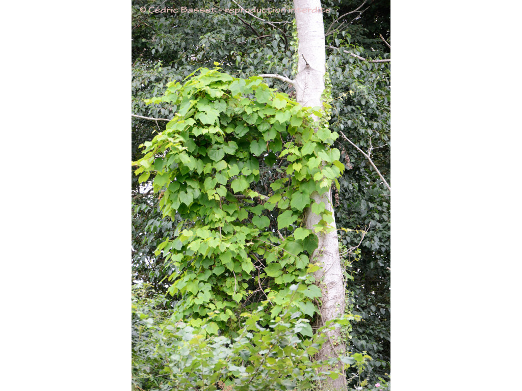VITIS AMURENSIS