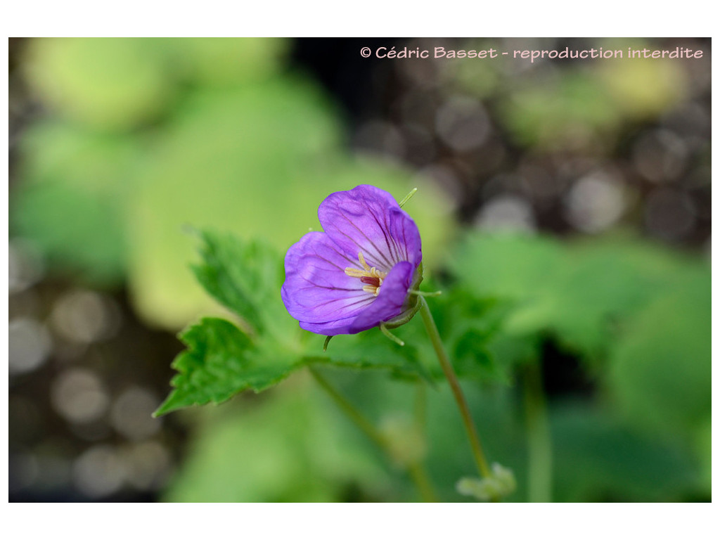 GERANIUM WALLICHIANUM