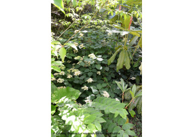 HYDRANGEA HIRTA JP471