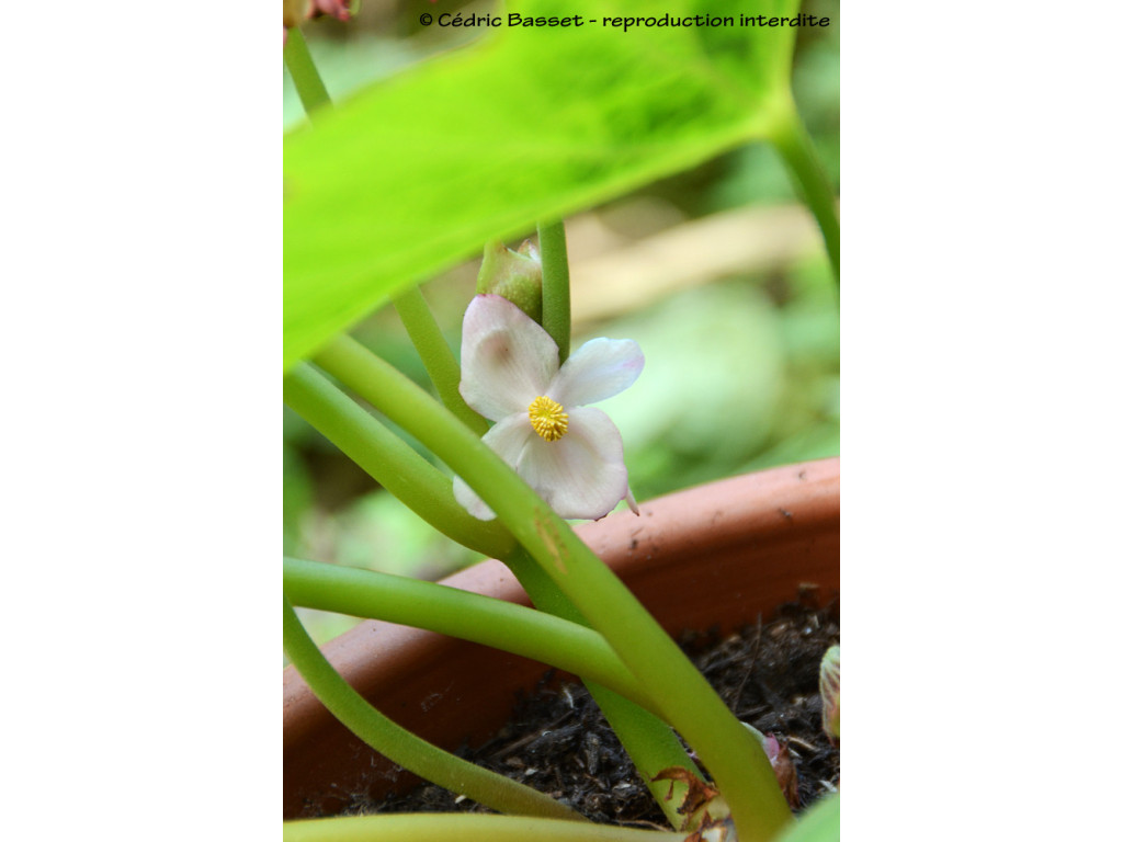 BEGONIA EDULIS