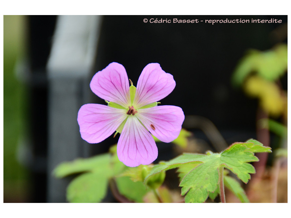 GERANIUM WALLICHIANUM HPA1373