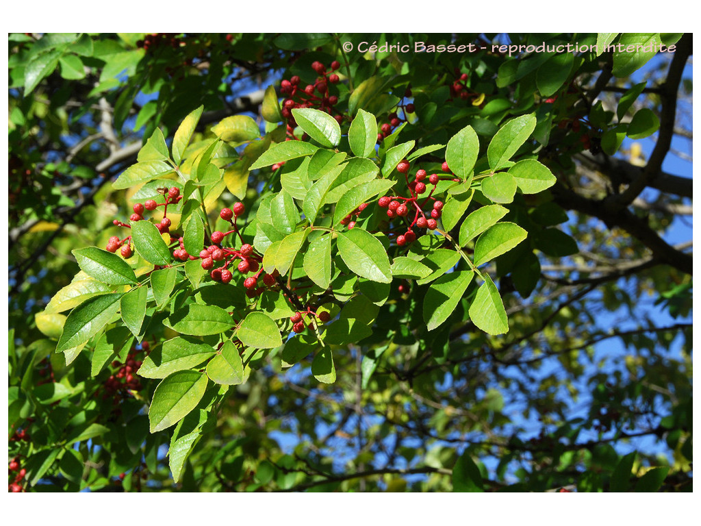 ZANTHOXYLUM SIMULANS
