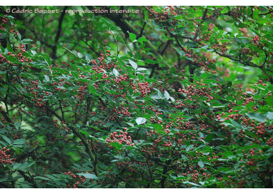 ZANTHOXYLUM SIMULANS