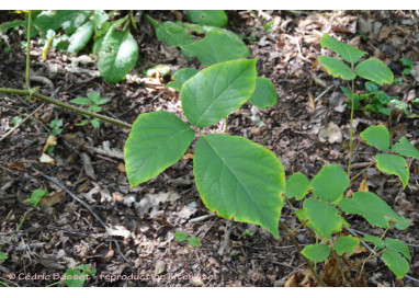 RUBUS sp. Arunachal Pradesh