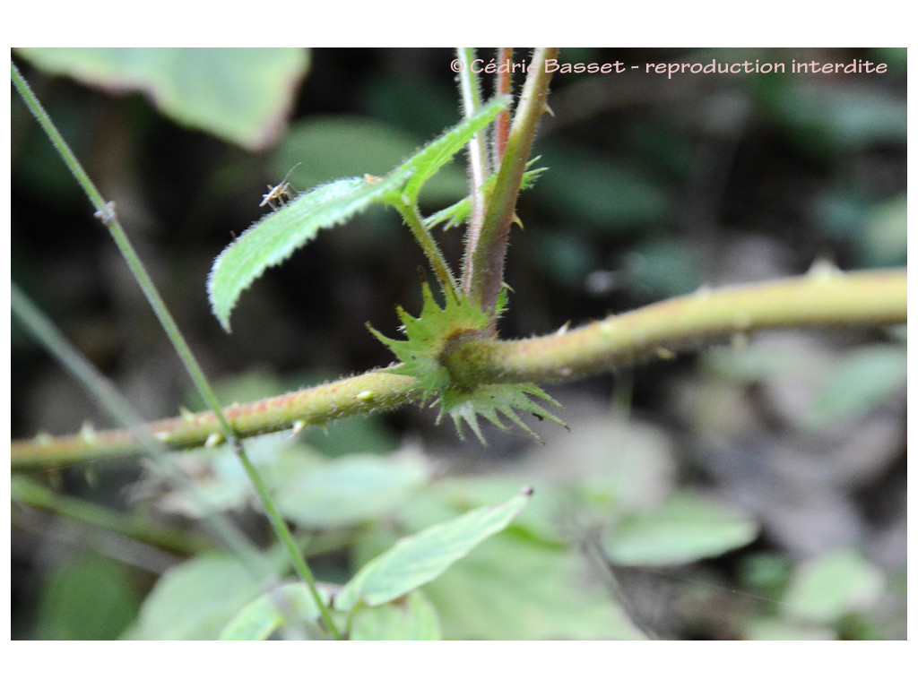 RUBUS sp. Arunachal Pradesh