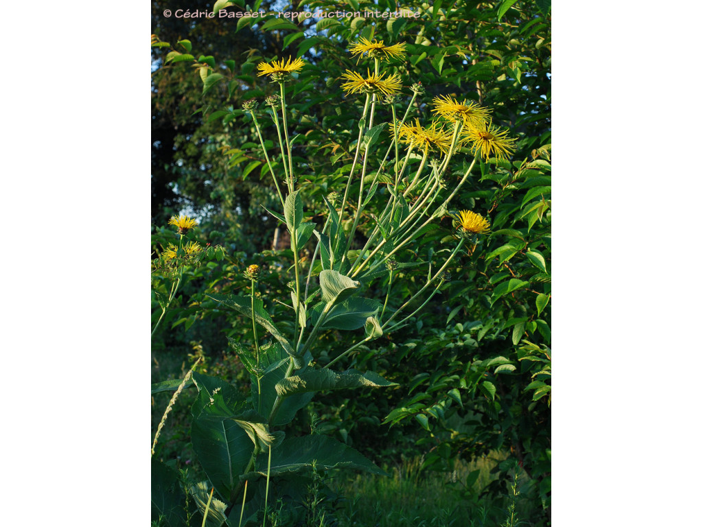 INULA MAGNIFICA