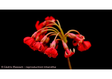 PRIMULA MAXIMOWICZII