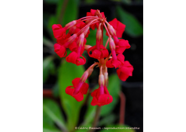 PRIMULA MAXIMOWICZII