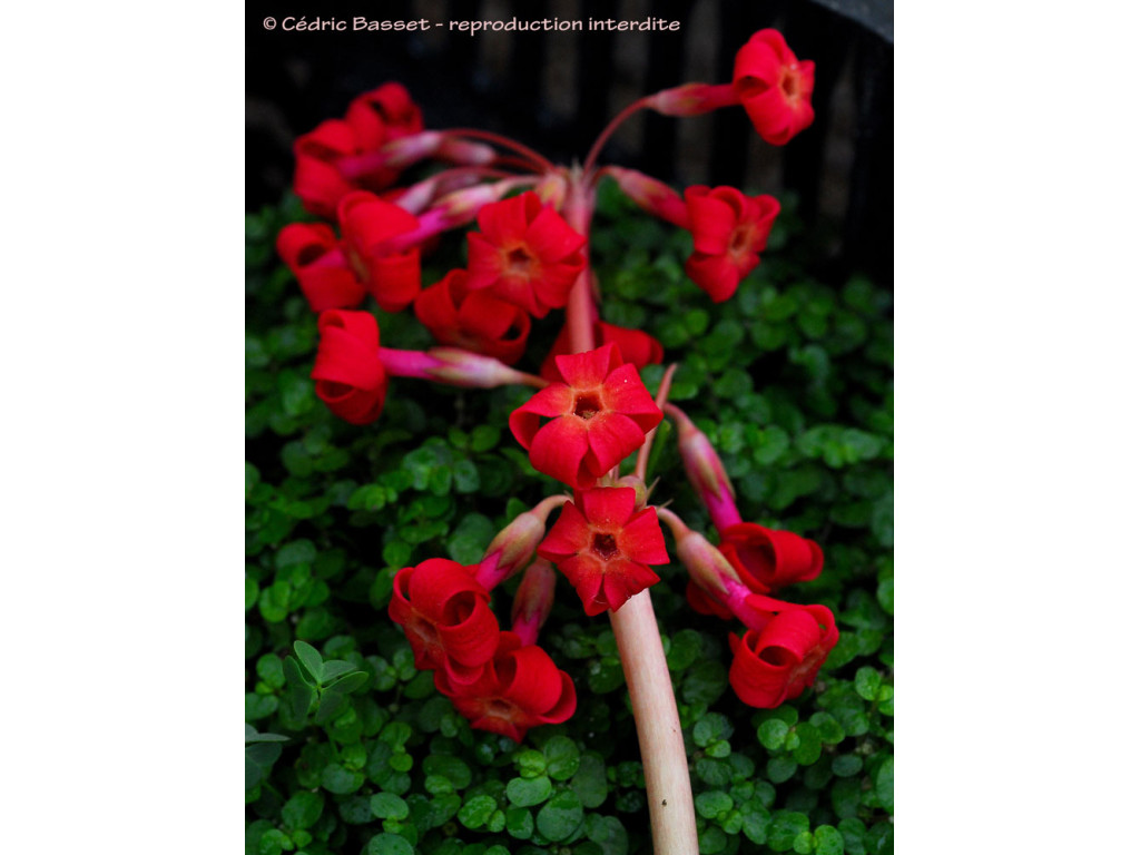 PRIMULA MAXIMOWICZII