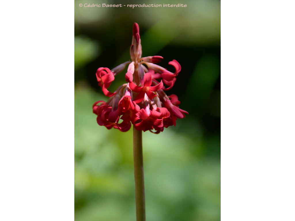 PRIMULA MAXIMOWICZII